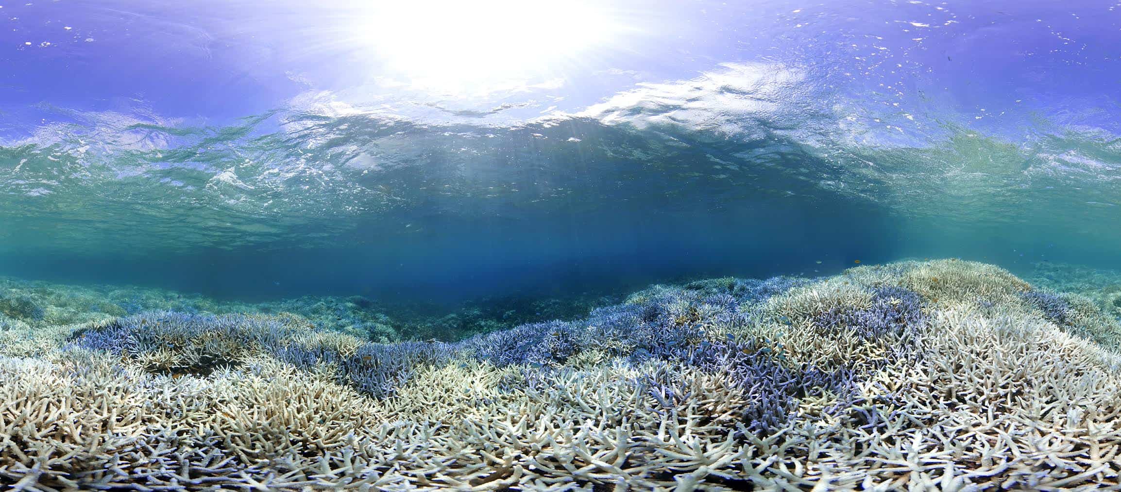 REEF GRIEF SONG COMP